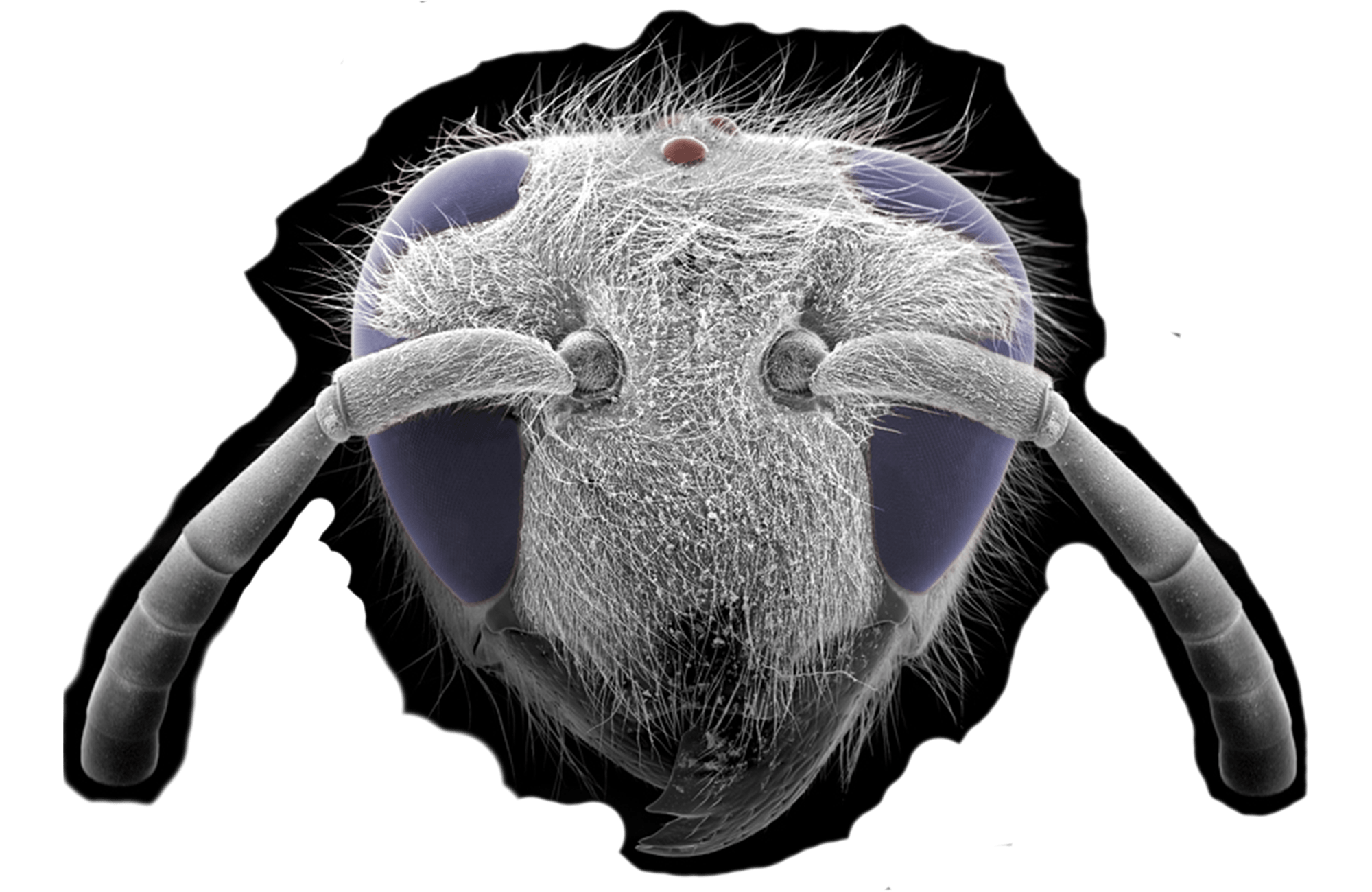 Life in microcosmos – Linear Imaging