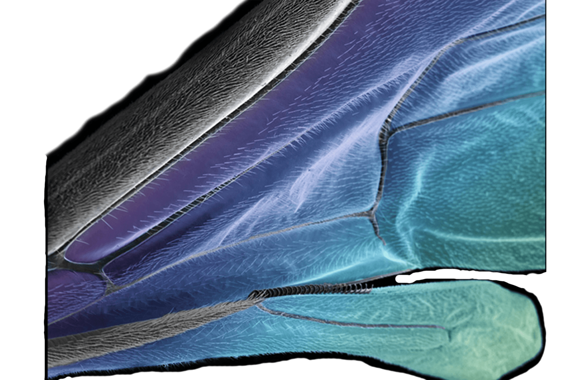 Life in microcosmos – Linear Imaging