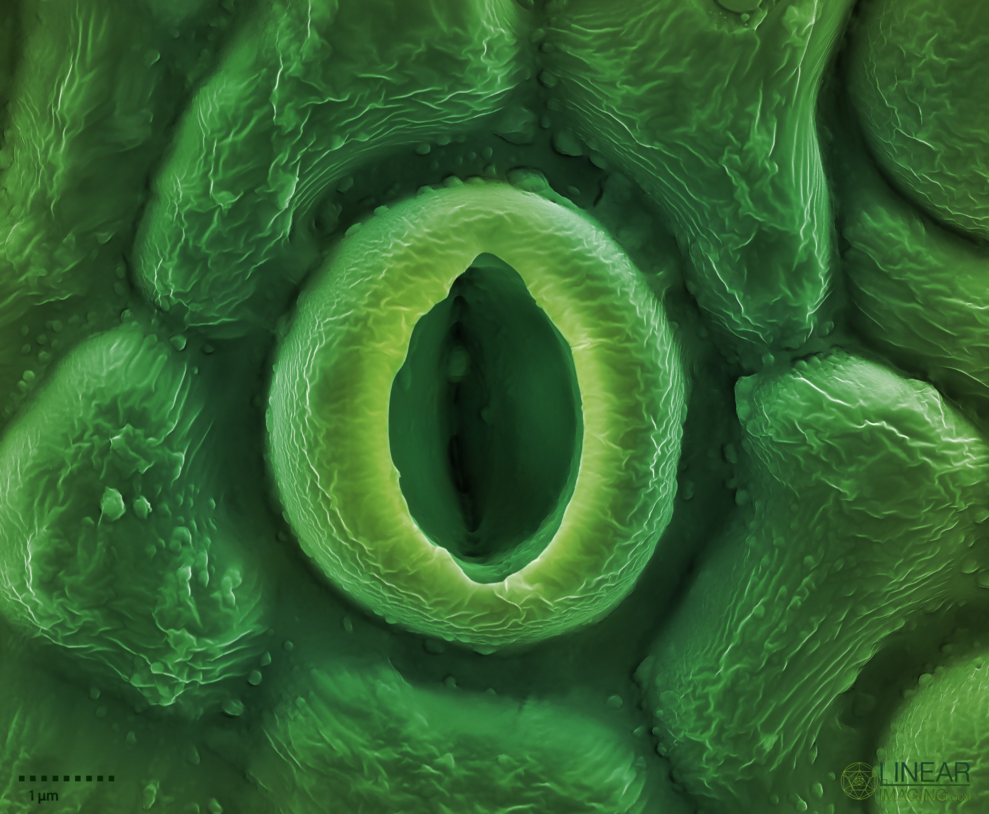 The STOMATA project – Linear Imaging